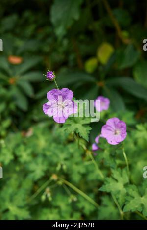 Himalayan crane's bill (Geranium himalayense), Geraniaceae Stock Photo ...