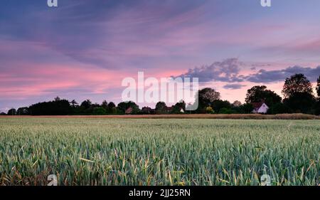 sunset over cornfield Stock Photo - Alamy