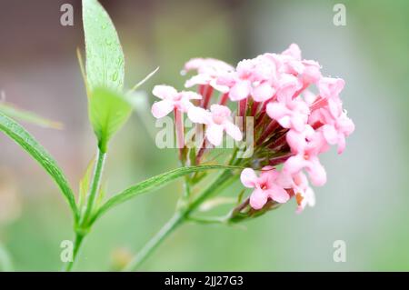 Panama Rose ,Arachnothryx leucophylla or RUBIACEAE or pink flower and ...