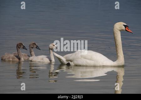 Swan family at lake of constance Stock Photo - Alamy