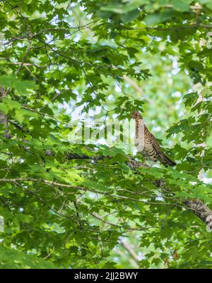 Ruffed grouse in northern Wisconsin Stock Photo - Alamy