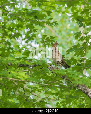 Ruffed grouse in northern Wisconsin Stock Photo - Alamy