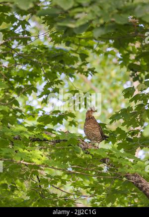 Ruffed grouse in northern Wisconsin Stock Photo - Alamy