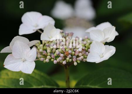 Hydrangea macrophylla 'White Wave' Stock Photo - Alamy