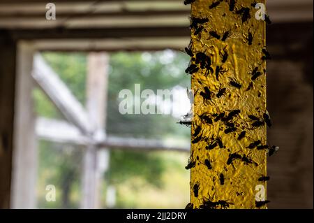 Strip of yellow sticky fly paper covered with insects Stock Photo - Alamy