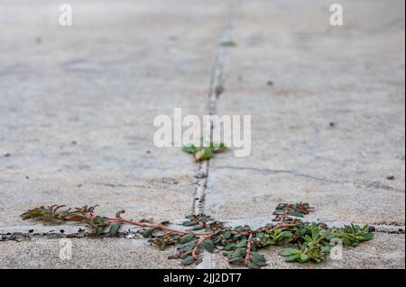 Purslane weed growing through a crack and joint between two concrete ...