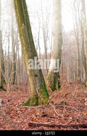 A closeup of tall tree trunks in the mountain forest of Plovdiv ...