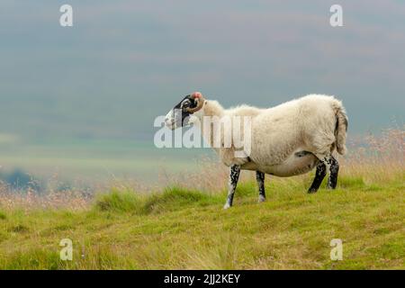 Scottish Blackface Swaledale ewe, or female sheep with curly horns and ...