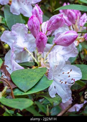 A closeup of a Rhododendron flowers Stock Photo - Alamy