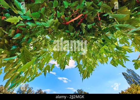 Below of an Amur maple tree leaves on blue cloud sky background with ...