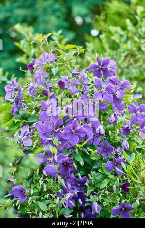 beautiful purple clematis flower clematis viticella Stock Photo - Alamy
