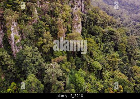 Landscape rainforest views in Springbrook National Park with incredible ...