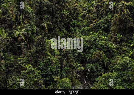 Rainforest views in Springbrook National Park Stock Photo - Alamy