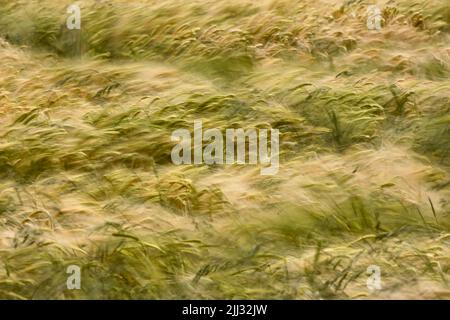 Wind blown wheat fields Stock Photo - Alamy