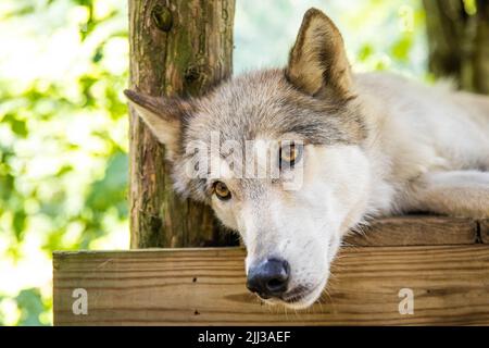 Single white wolf dog laying close up portrait in summer Stock Photo ...