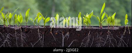 Fresh green corn plants with roots Stock Photo - Alamy