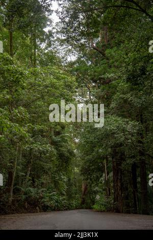 Rainforest views at Springbrook National Park during autumn season ...