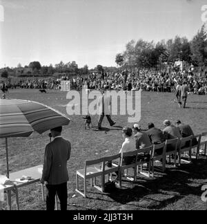 Dog show. July 1956 Stock Photo - Alamy