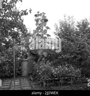 Sunflower October 9, 1958 Stock Photo - Alamy