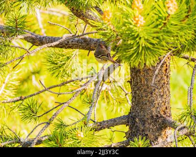 A closeup shot of a ruby-crowned kinglet bird perched on a mossy tree ...