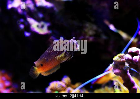 Starry or Snowflake blenny fish in coral reef aquarium tank Stock Photo ...