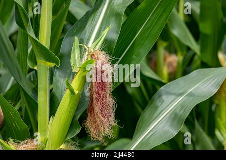 Corn pollen and silk on ear of corn. Pollination, grain farming and ...