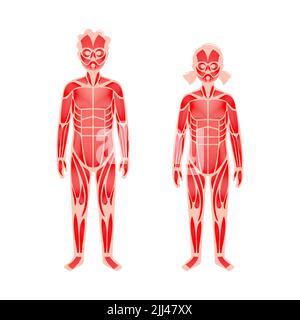 Children's muscular system, illustration Stock Photo - Alamy