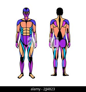 Anatomy of male muscular system, back view Stock Photo - Alamy