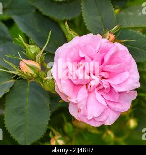 Bright pink rose flower growing in the sunny summer meadow Stock Photo ...