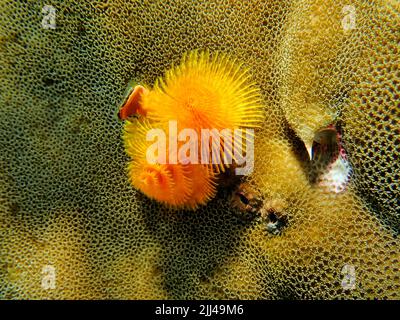 Indonesia Alor Island - Christmas tree worm - Spirobranchus giganteus ...
