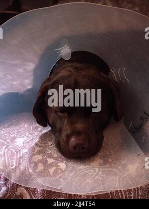 Chocolate labrador retriever with Elizabethan collar bored on his owner ...