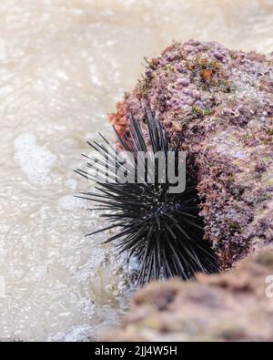Black long spine urchin at coral reef. Diadema setosum is a species of ...