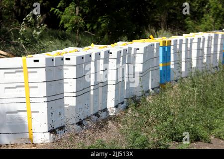 Unique apiary from polyfoam. New technology for growing bees. Honey ...