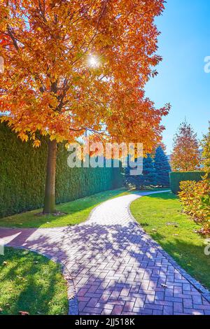 The scenic yellow topiary larch tree in front of small pond and wooden ...