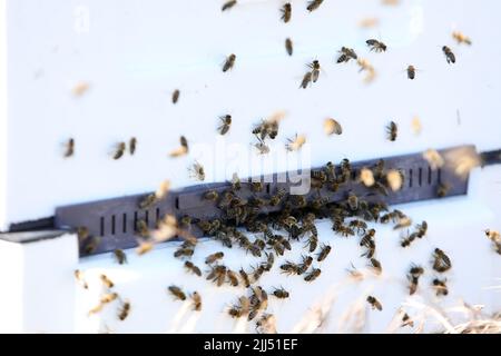 Unique apiary from polyfoam. New technology for growing bees. Honey ...