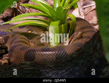 Green anaconda (Eunectes murinus), also known as the giant anaconda ...