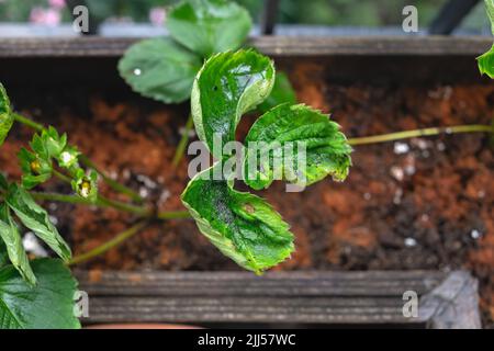 Symptoms of calcium deficiency in Albion strawberry plant - Fragaria ...
