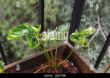Symptoms of calcium deficiency in Albion strawberry plant - Fragaria ...