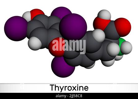 Thyroxin thyroid hormone, molecular model Stock Photo - Alamy