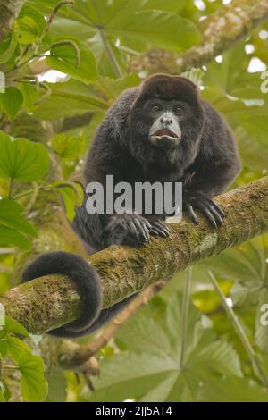 Mantled Howler Monkey (Alouatta palliata), named for its call, eating ...