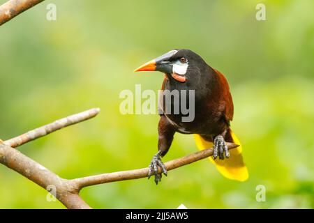 Montezuma Oropendola (Psarocolius montezuma) adult, perched on twig at ...
