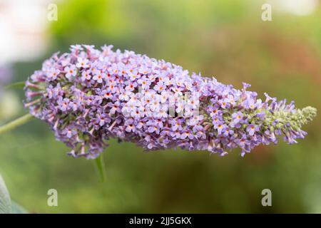 Buddleia or Buddleja (buddleja davidii), also known as Butterfly Bush ...