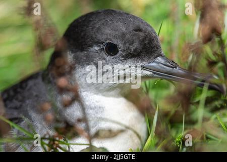 Manx shearwater chick on Skomer Island coming out of burrow at night to ...