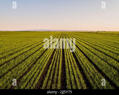 Drone view of vast onion field at dusk Stock Photo - Alamy