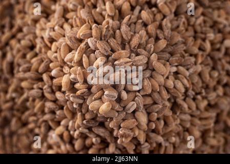 A bunch of barley. Healthy Ancient grain food. Extreme closeup Stock ...