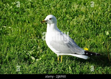 Ring-billed gull, Ringschnabelmöwe, goéland à bec cerclé, Larus ...