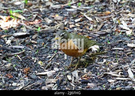 American robin, Wanderdrossel, Merle d'Amérique, Turdus migratorius ...
