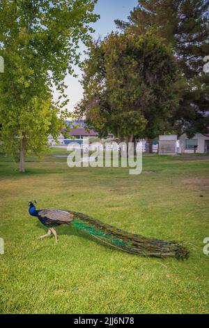 Vertical shot of a peacock with open feathers in a zoo Stock Photo - Alamy