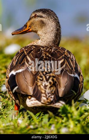 Female mallard keeping a watchful eye Stock Photo - Alamy
