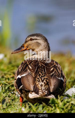 Female mallard keeping a watchful eye Stock Photo - Alamy